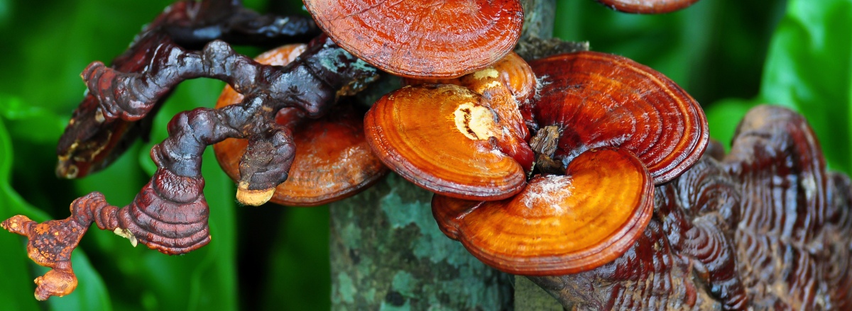 Μανιτάρια reishi, οφέλη, δοσολογία, παρενέργειες | Υγεία και Ευεξία